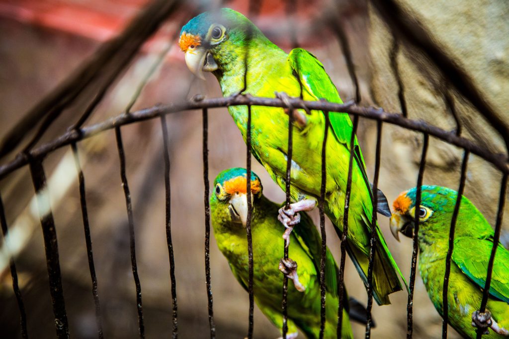 How to Set Up the Perfect Birdcage for a Pet Parakeet or Budgie